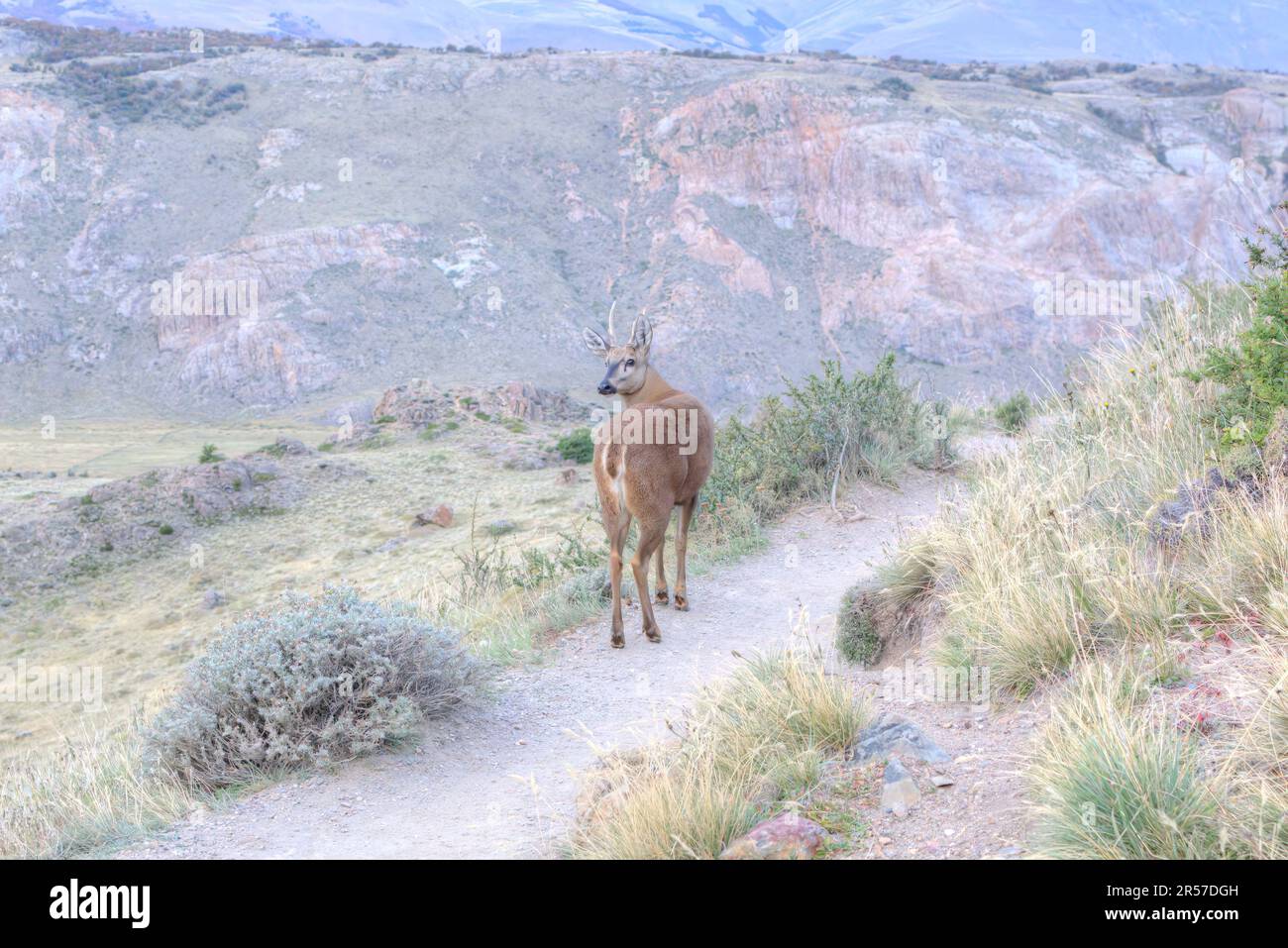 South andean deer (guemal, huemul) walks along a path in El Chaltén in ...