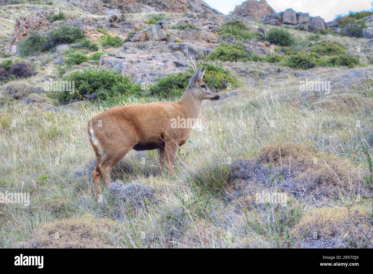 Chile National Animal