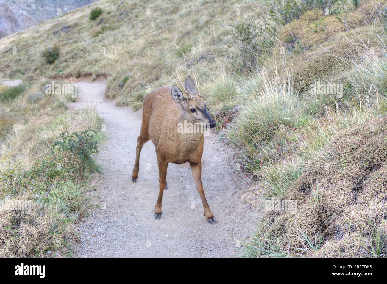 South andean deer (guemal, huemul) walks along a path in El Chaltén in ...