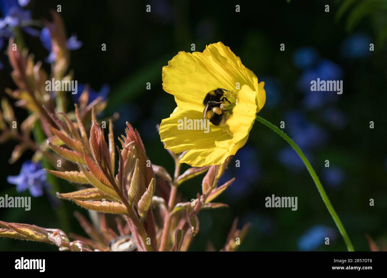 Bumble bee flying flower poppy hi-res stock photography and images - Alamy
