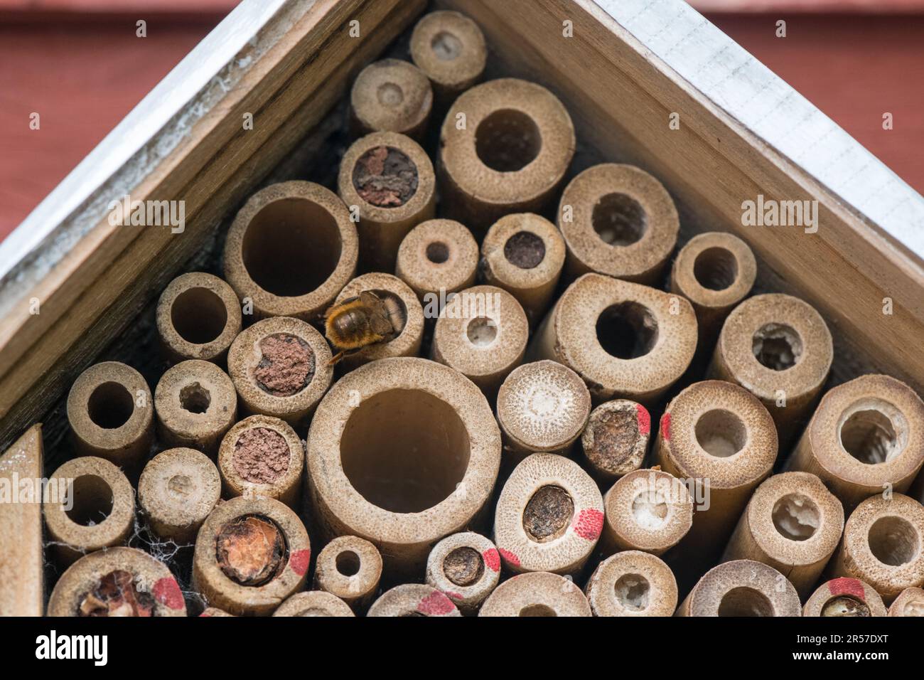 mason bee or masonry bee sealing the entrance to her egg cells with mud ...