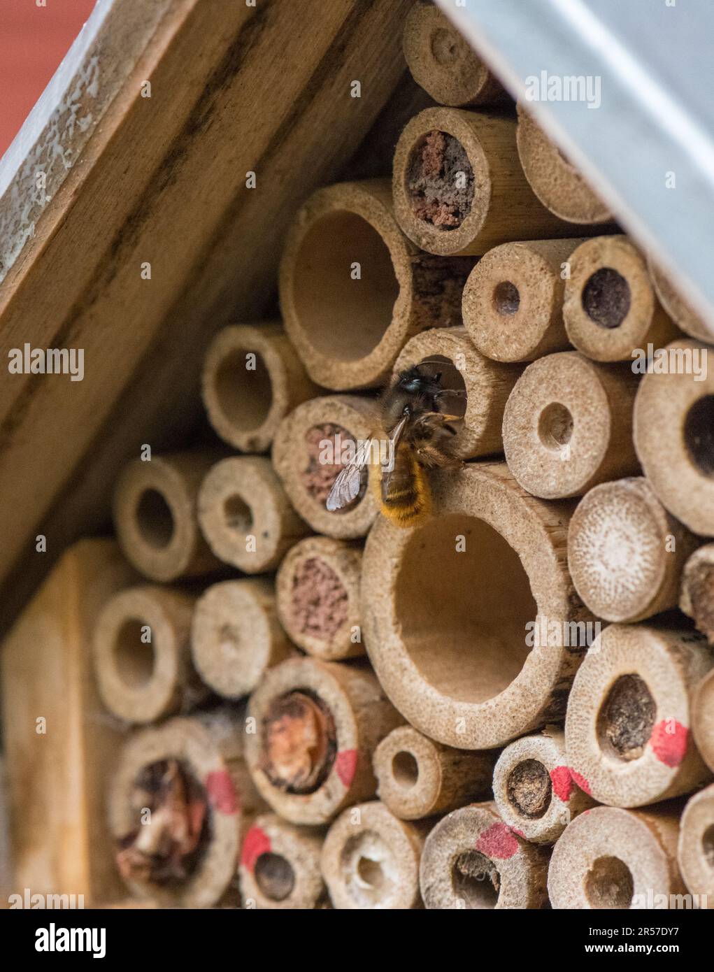 mason bee or masonry bee sealing the entrance to her egg cells with mud ...