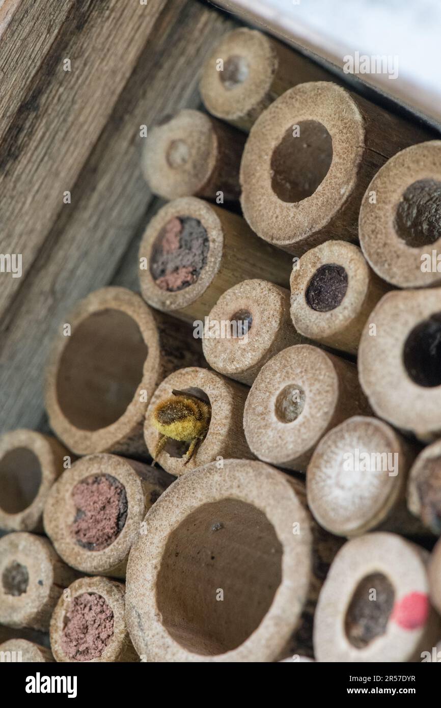 mason bee or masonry bee sealing the entrance to her egg cells with mud ...