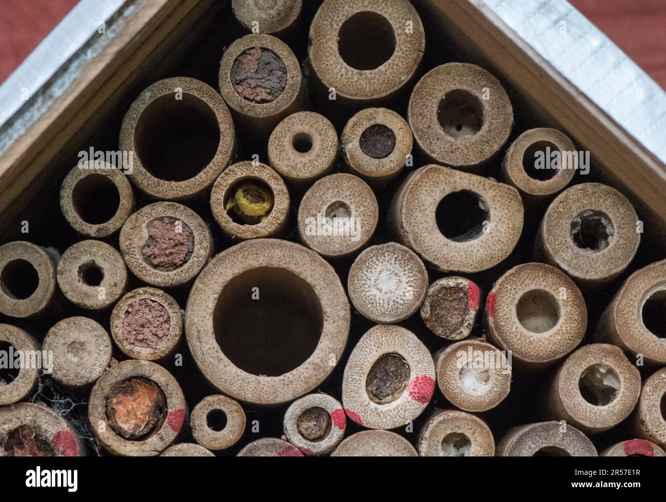 mason bee or masonry bee sealing the entrance to her egg cells with mud ...