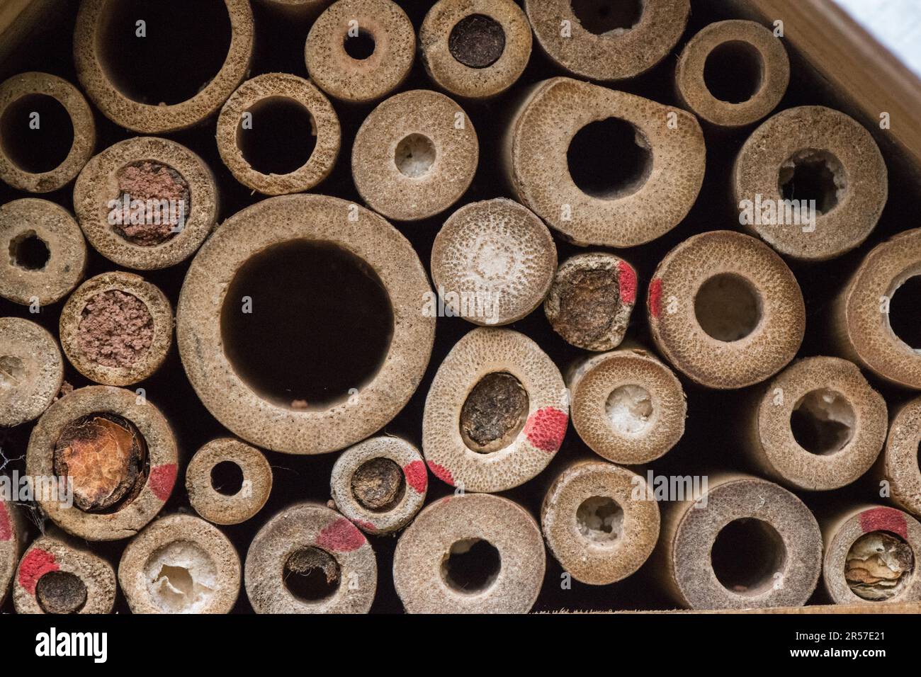 Patchwork Leaf-Cutter Bee, Megachile Centuncularis, sealing the ...