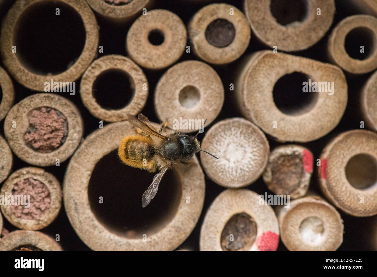 mason bee or masonry bee sealing the entrance to her egg cells with mud ...