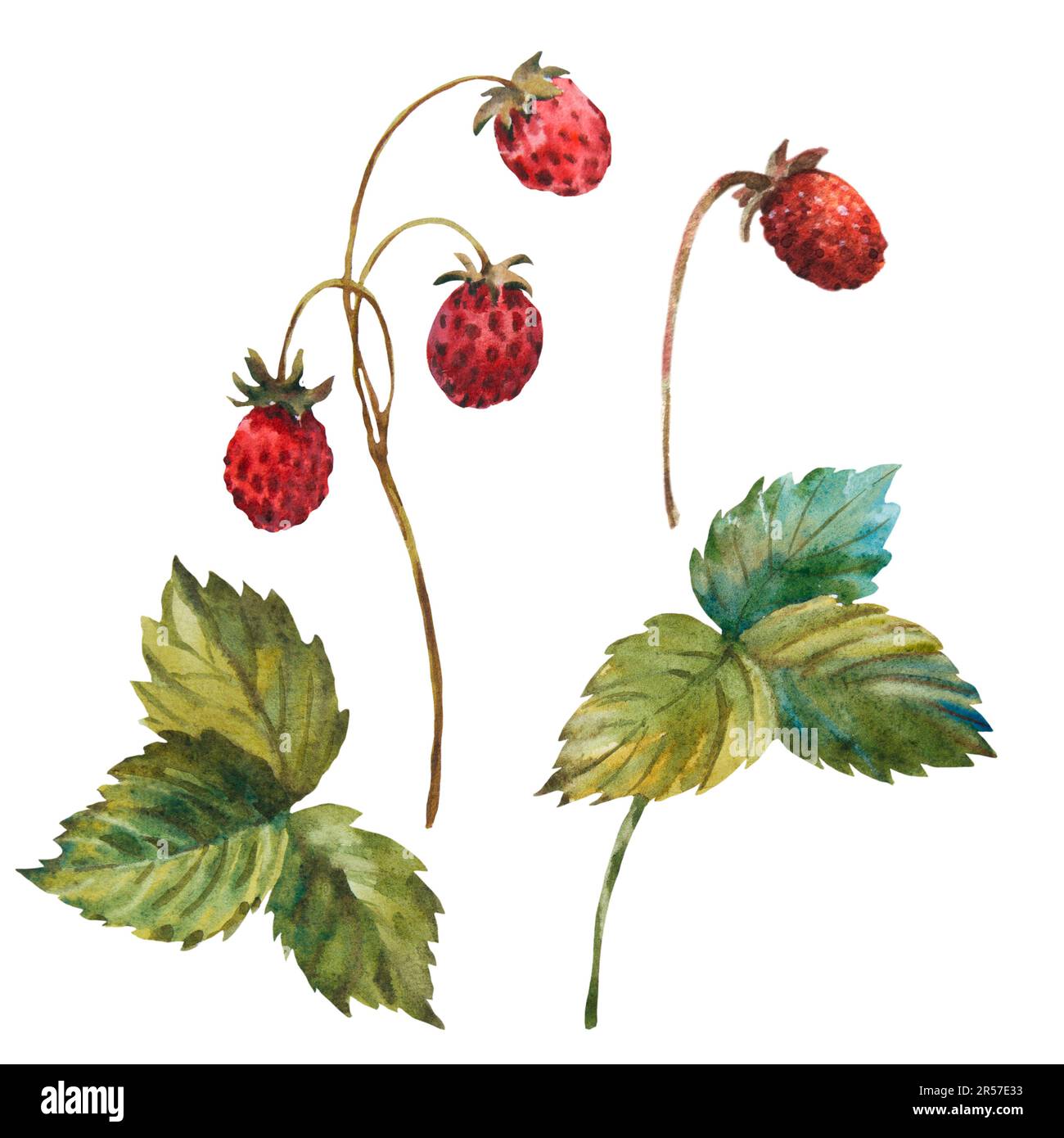 Set of wild Strawberries watercolor. Hand-drawn watercolour ...
