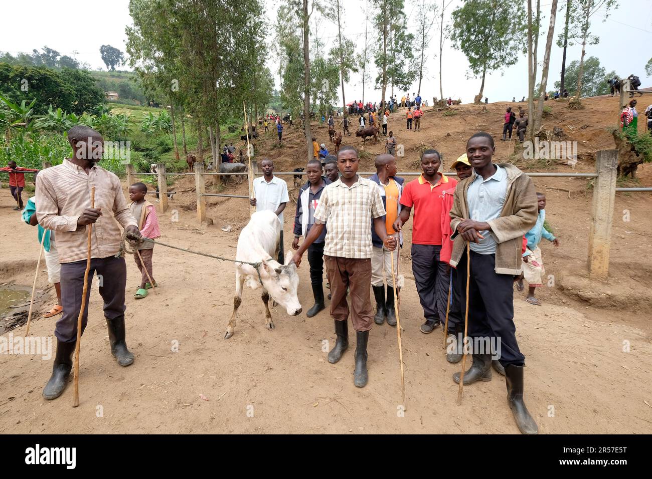 Tutsi rwanda cow hi-res stock photography and images - Alamy