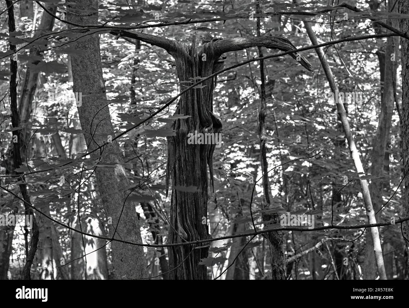 A Black and White photo of a scary dead tree. Looking like it has devil ...