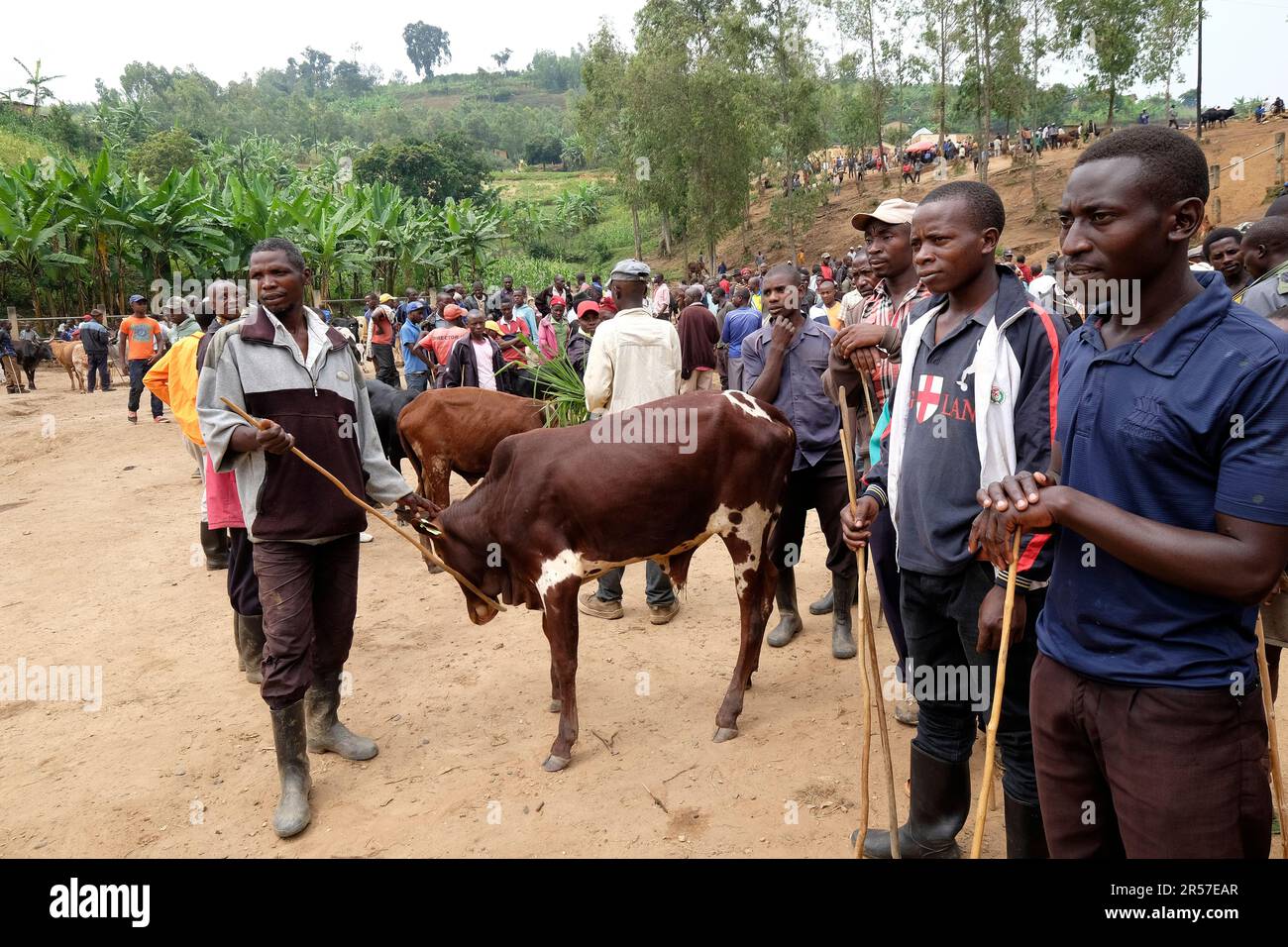 Rwanda. surrounding of Cyangugu. cows market Stock Photo - Alamy