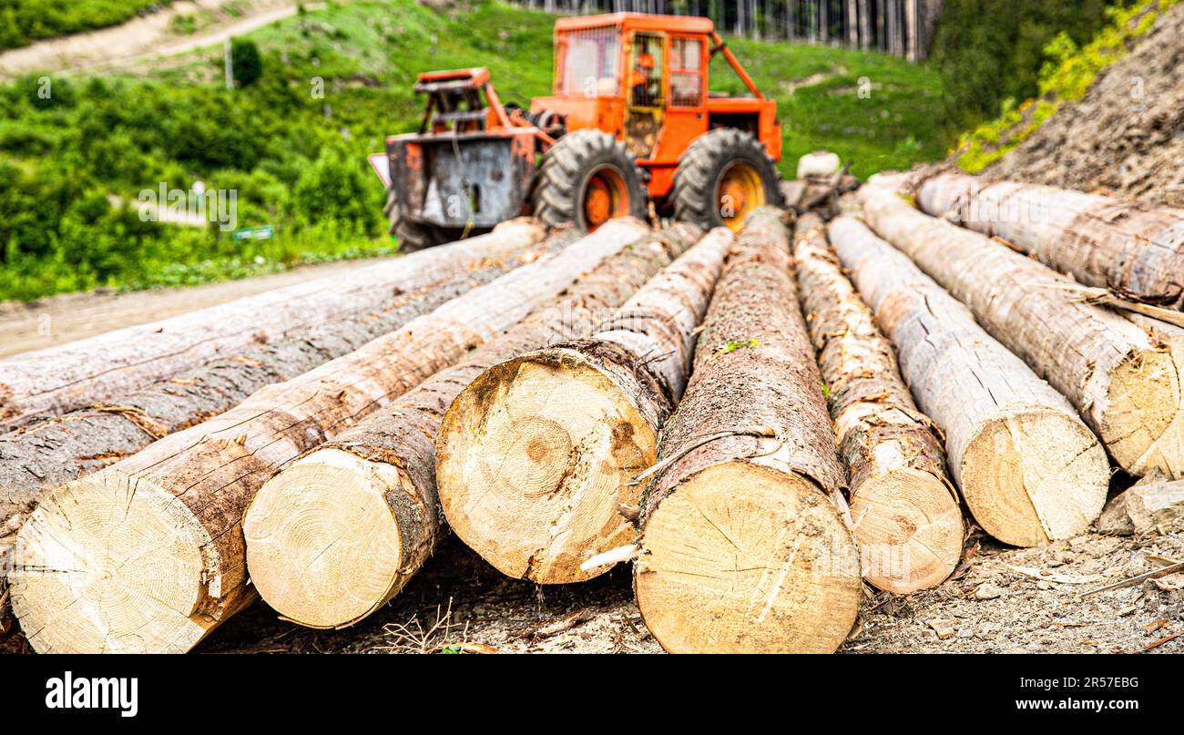 Felling of trees,cut trees , forest cutting area, forest protection ...