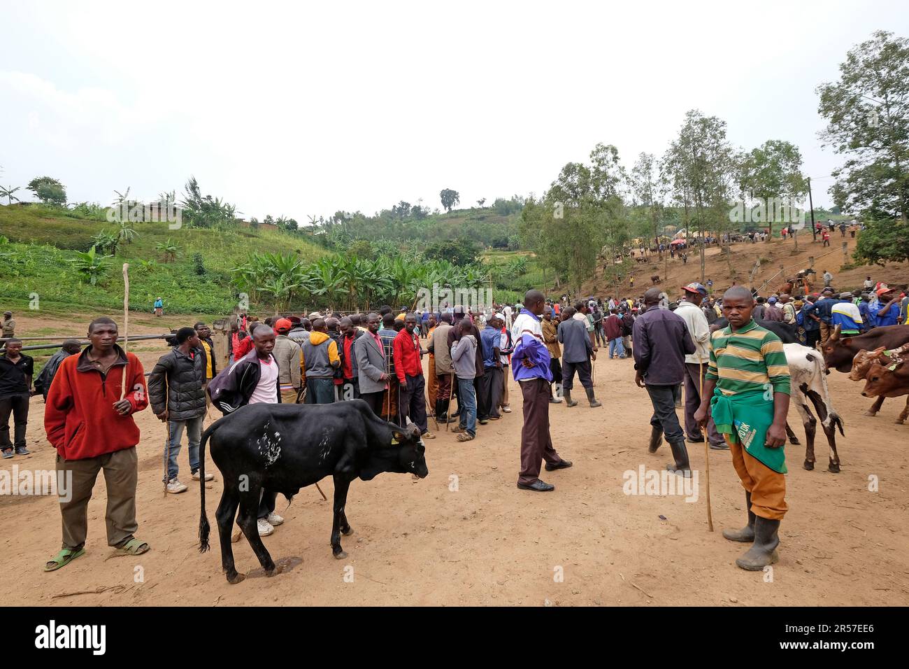 Rwanda. surrounding of Cyangugu. cows market Stock Photo - Alamy