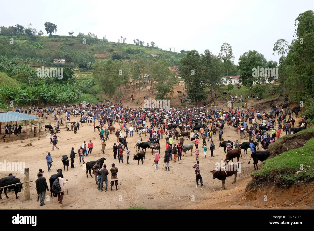 Tutsi rwanda cow hi-res stock photography and images - Alamy