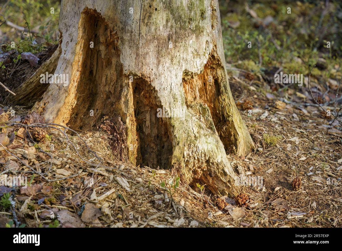 Old dead rotten tree hi-res stock photography and images - Alamy