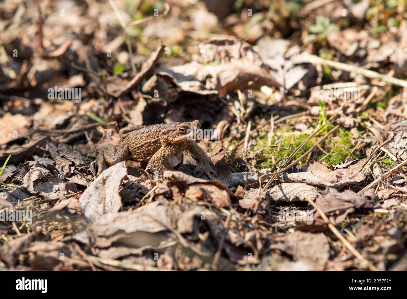 common toad after hibernation among dry foliage Stock Photo - Alamy