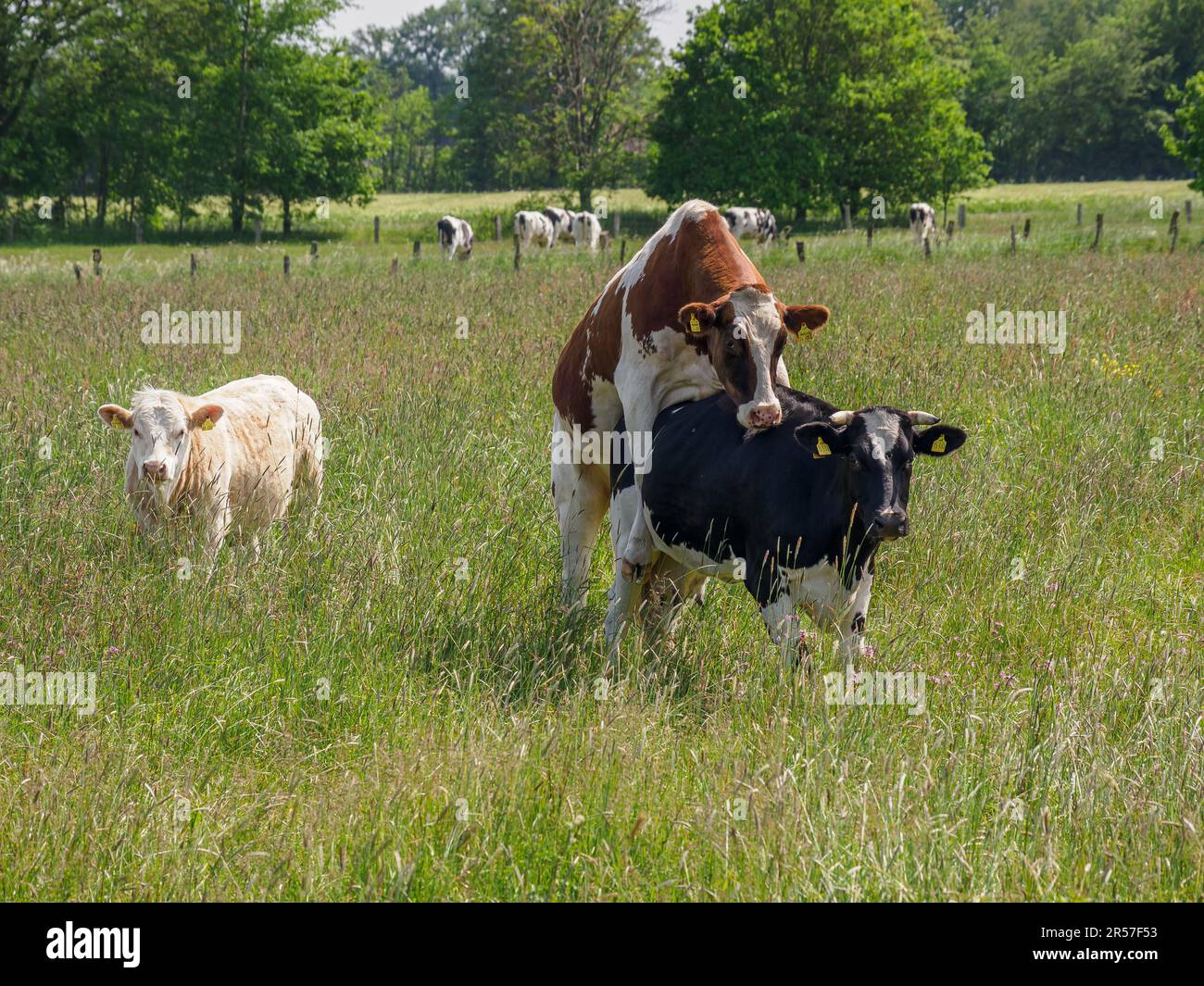 the small village of Burlo in westphalia Stock Photo - Alamy