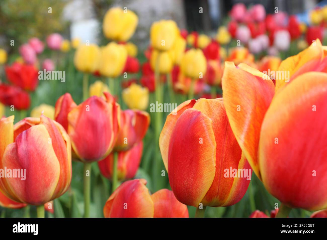 Pink vision tulips hi-res stock photography and images - Alamy