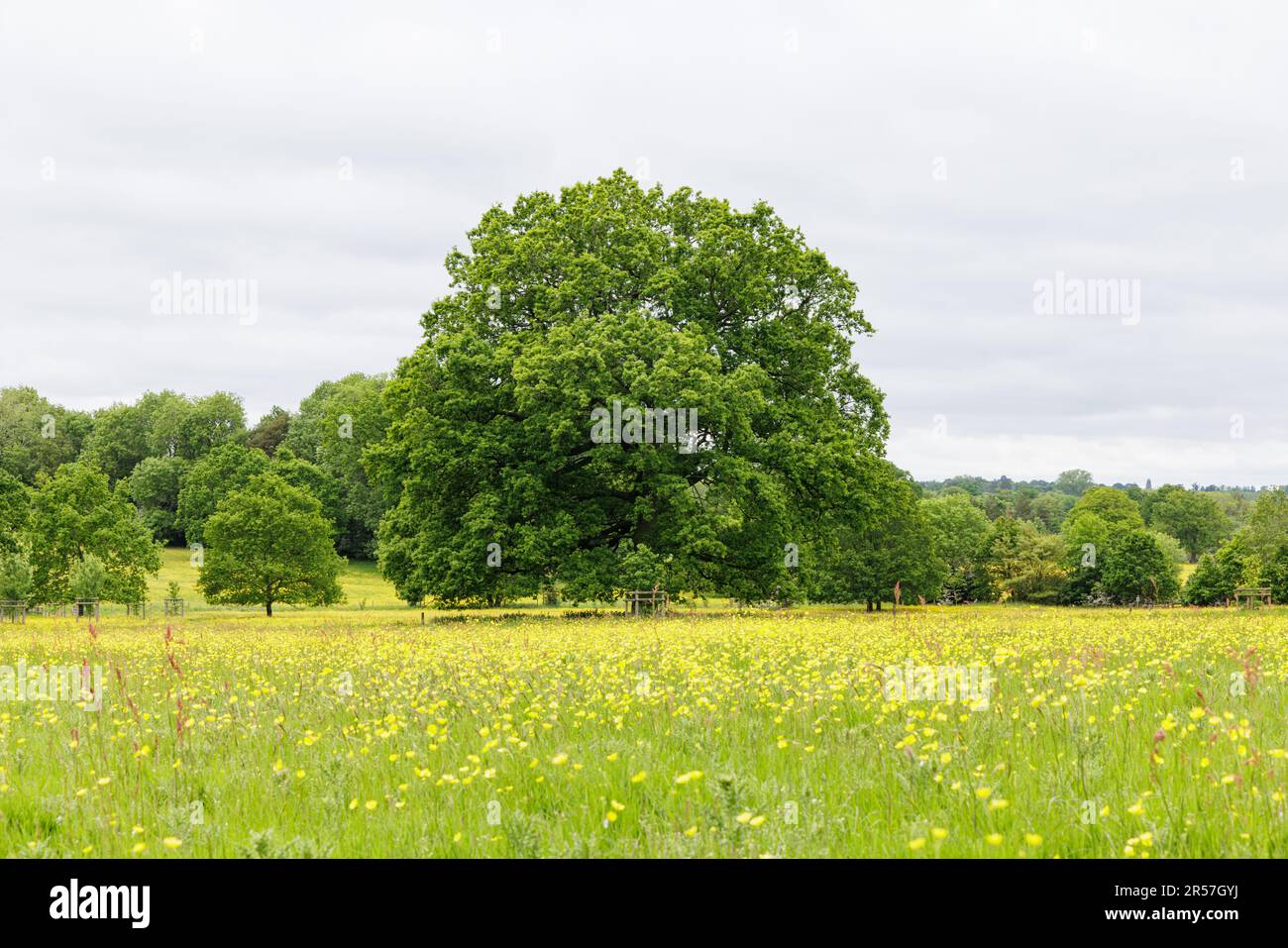 Warwickshire, UK - May 2023: A mature English oak tree (Quercus robur ...