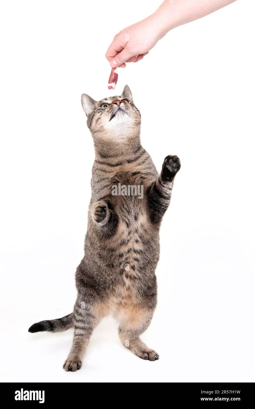 Domestic cat, tabby, gets treats, raw feeding, BARF, barf, raw food ...