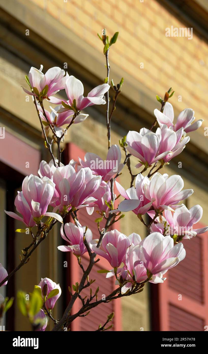 Magnolia (magnolia) blossom in spring, magnolia in front of window ...