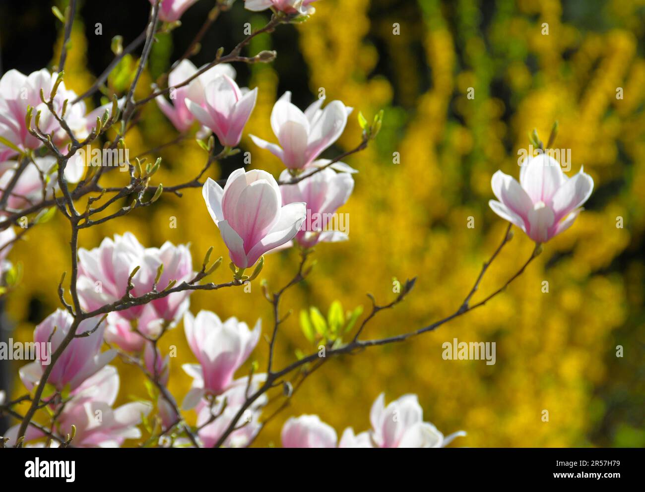 Magnolia blossom in spring, Magnolias (Magnolia Stock Photo - Alamy