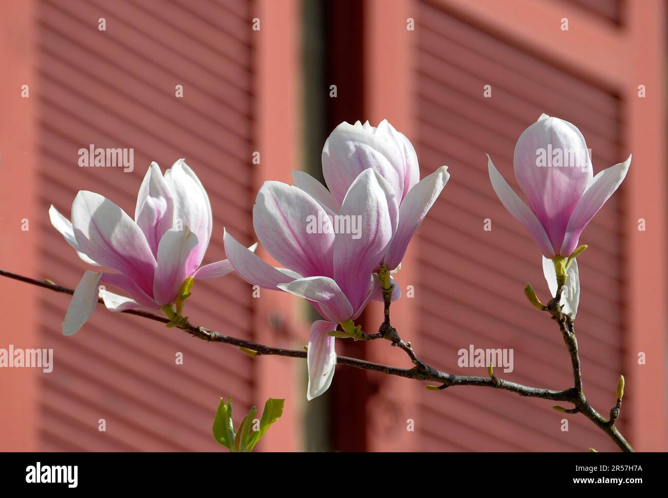 Magnolia (magnolia) blossom in spring, single blossom, magnolia in ...