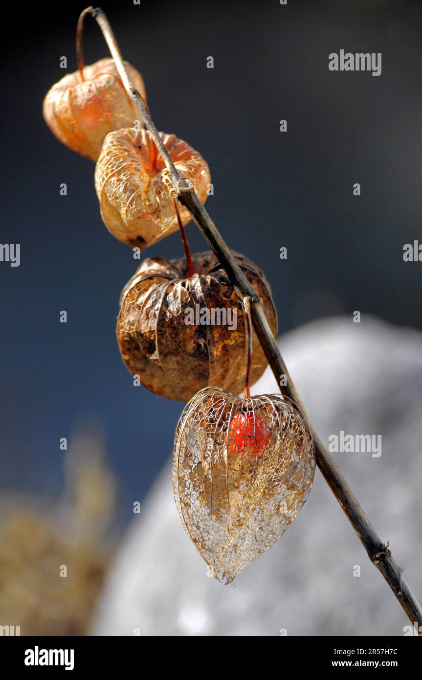 Lampion flower hi-res stock photography and images - Alamy