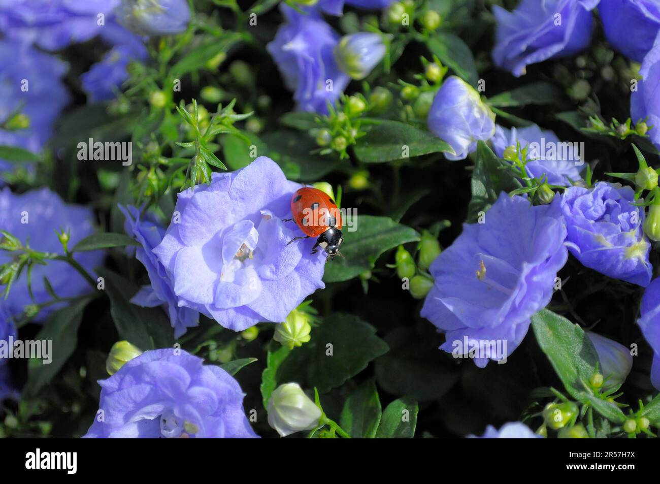 Double bellflower (Campanula) with ladybird in the garden Bali, seven ...