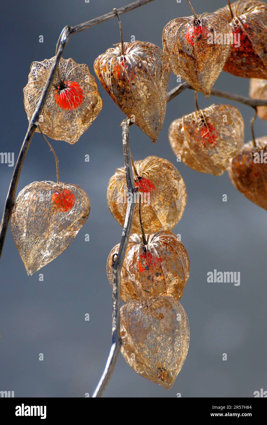 Lampion flower hi-res stock photography and images - Alamy