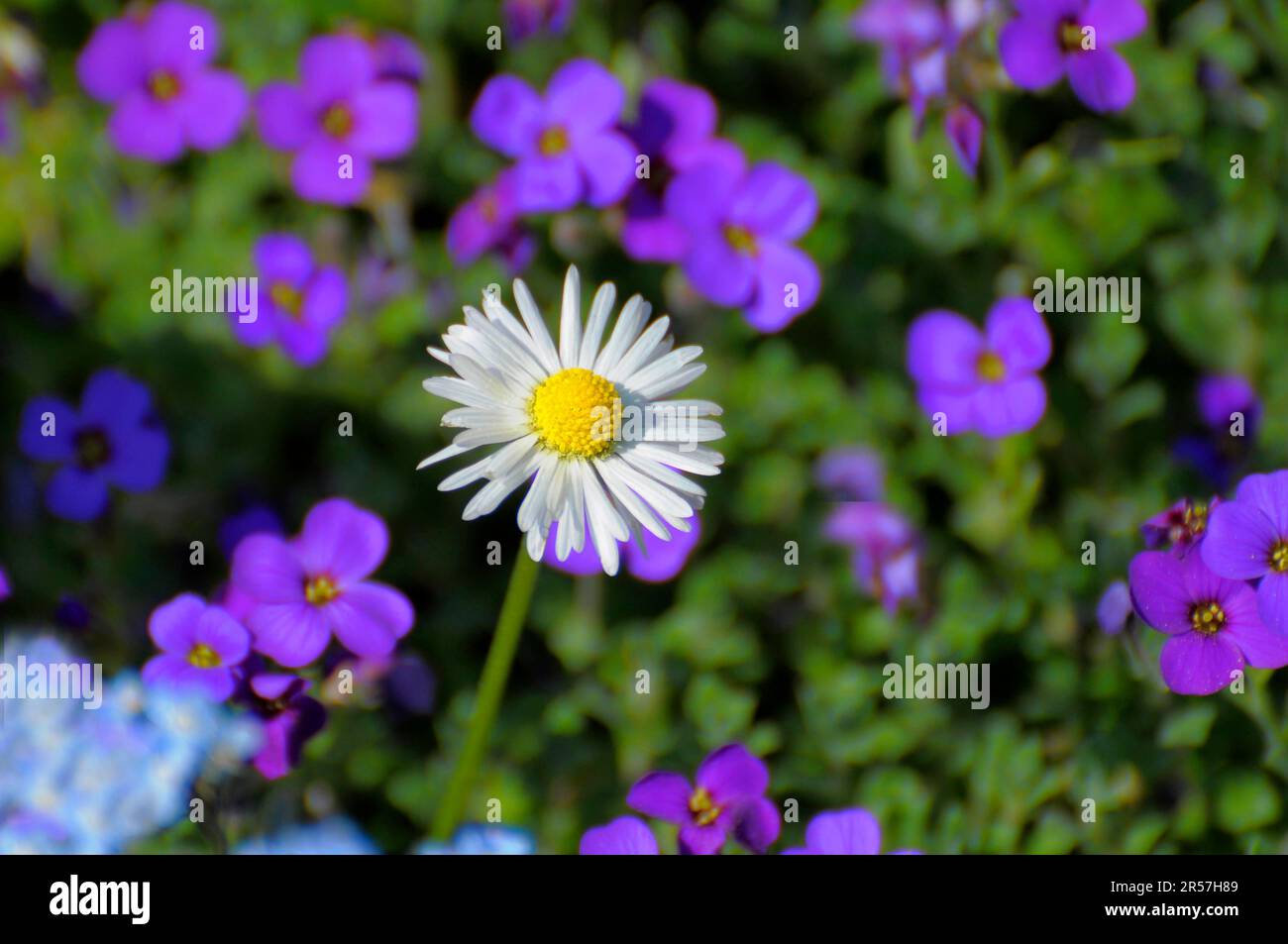 Common daisy (Bellis perennis) in Blue Cushion, Daisy, Perennial Daisy ...