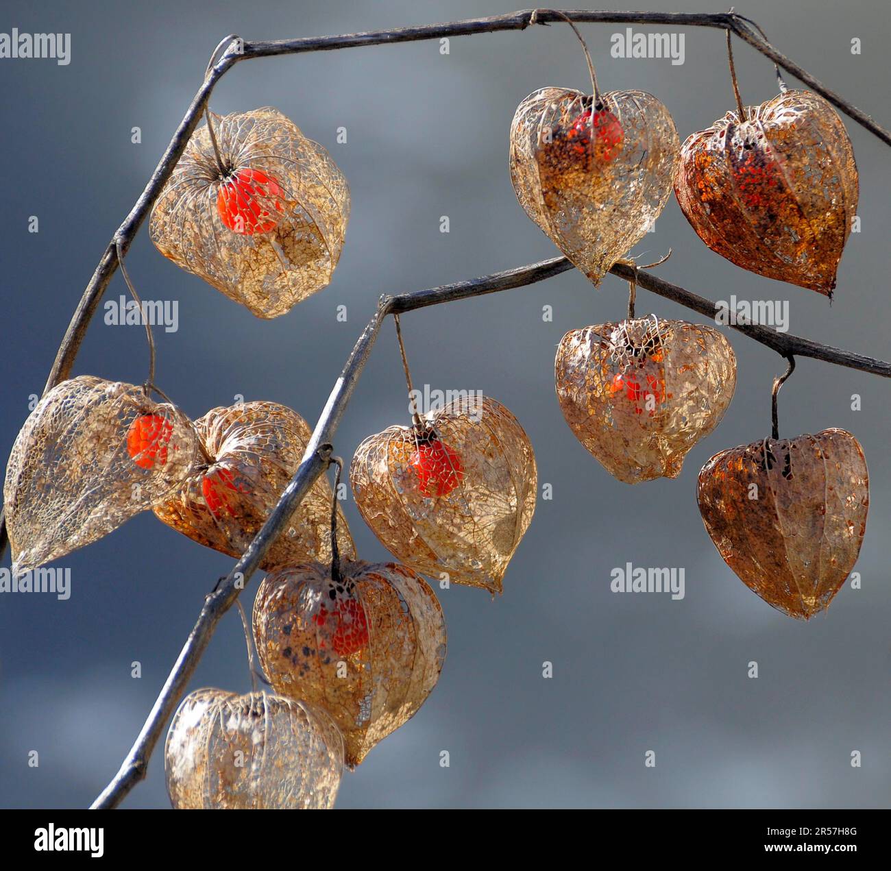 Lampion flower hi-res stock photography and images - Alamy