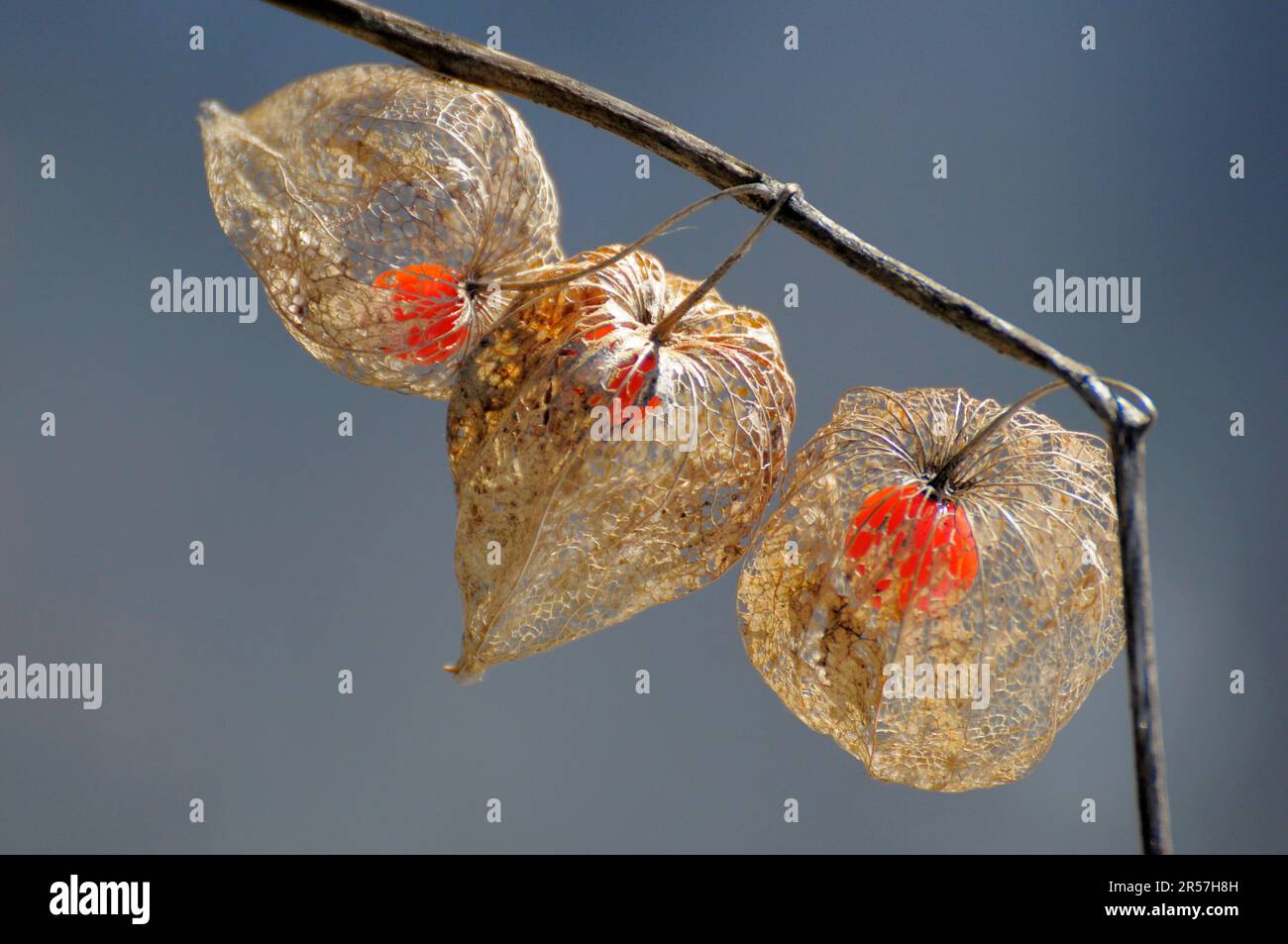 Lampion flower in fruit stand, seed stand in garden, Physalis alkekengi ...
