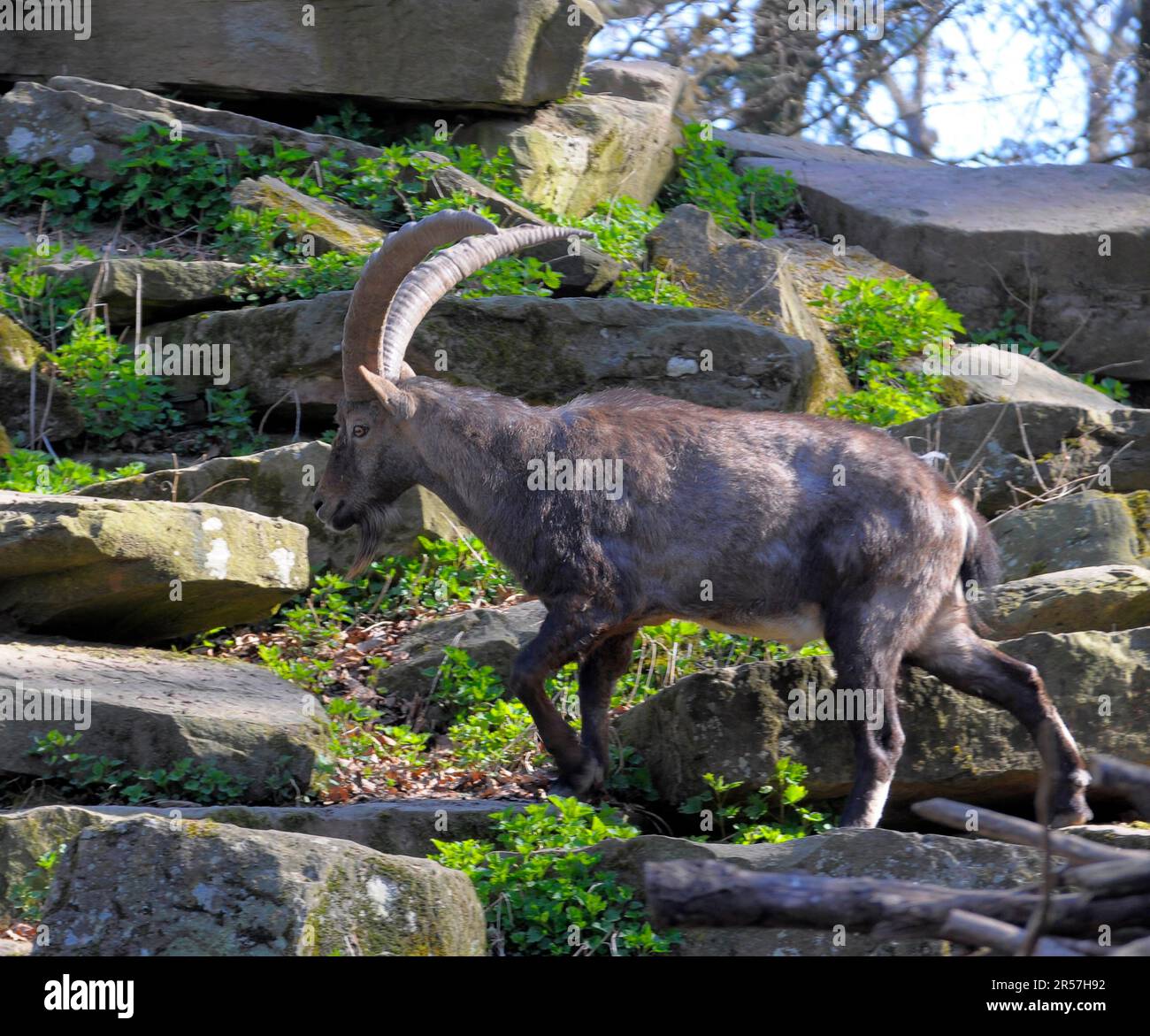 Ibex in enclosure zoo in hi-res stock photography and images - Alamy