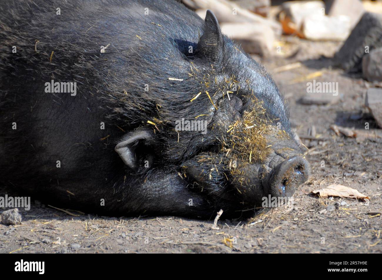 Pot-bellied pig sleeping, mini pig, pot-bellied pig, Vietnamese pot ...