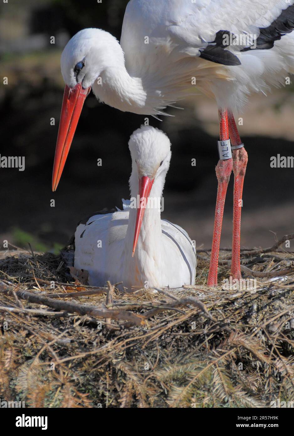 Breeding couple storks hi-res stock photography and images - Alamy
