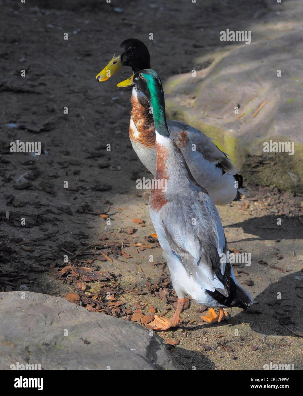 Female indian runner duck hi-res stock photography and images - Alamy