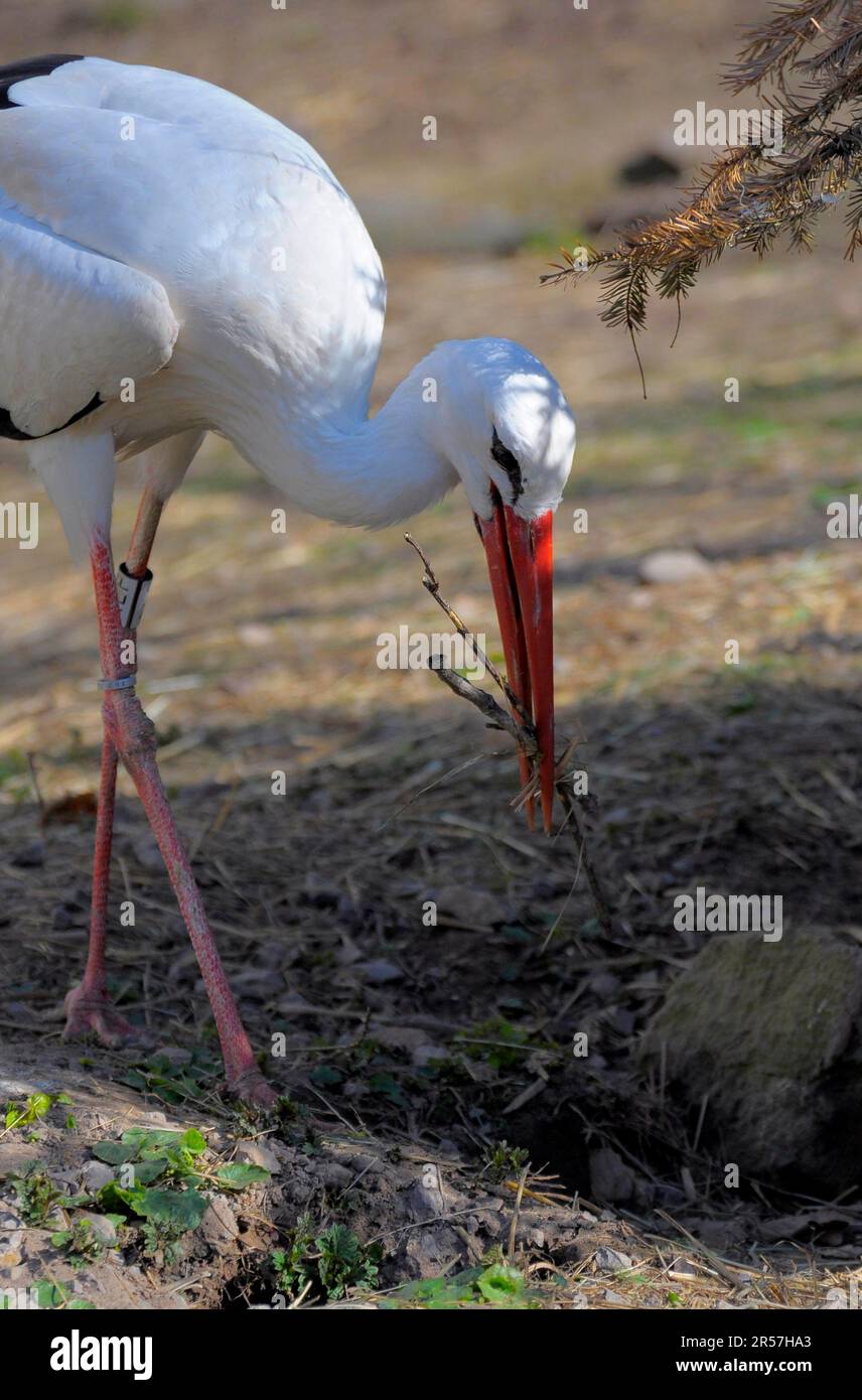 White, stork collecting nesting material Stock Photo - Alamy