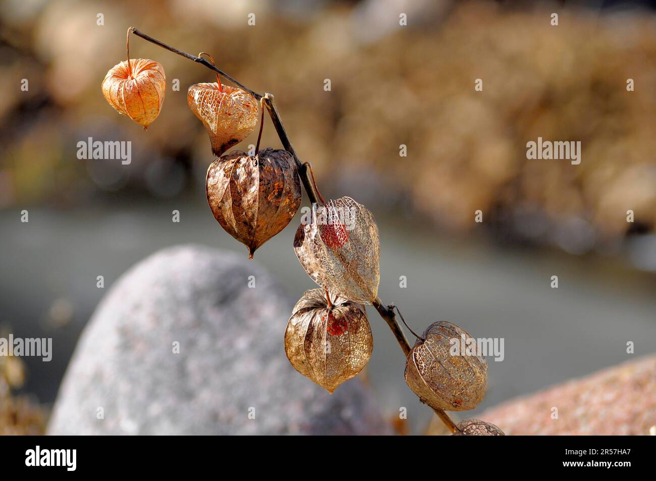 Lampion flower in fruit stand, seed stand in garden, Physalis alkekengi ...