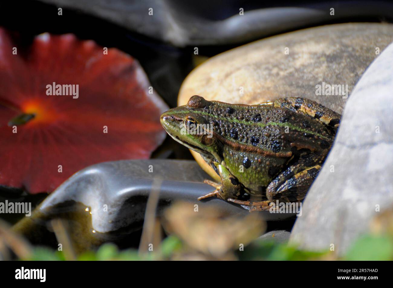 Water frog in the garden pond, pond frog (Rana kl. esculenta), water ...