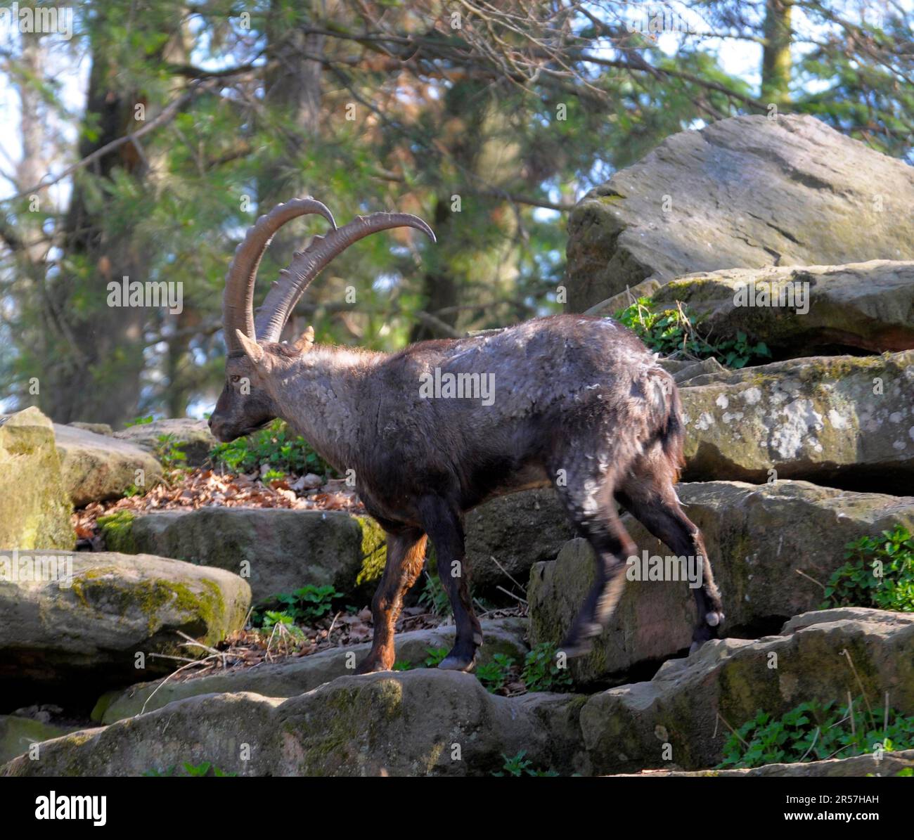 Ibex in enclosure zoo in hi-res stock photography and images - Alamy