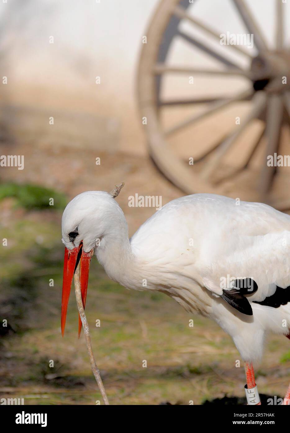 White, stork collecting nesting material Stock Photo - Alamy