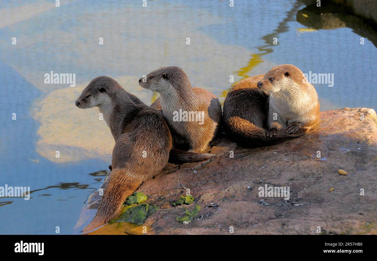 European otter (Lutra lutra), group of otters at the edge of a pond ...