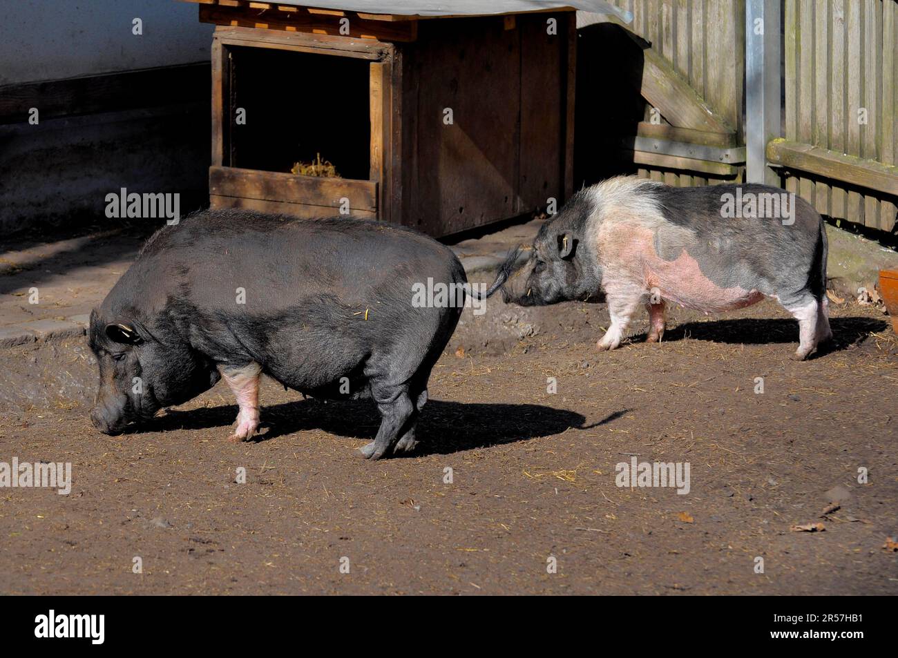 Zoo in Pforzheim, pot-bellied pig mini pig Stock Photo - Alamy