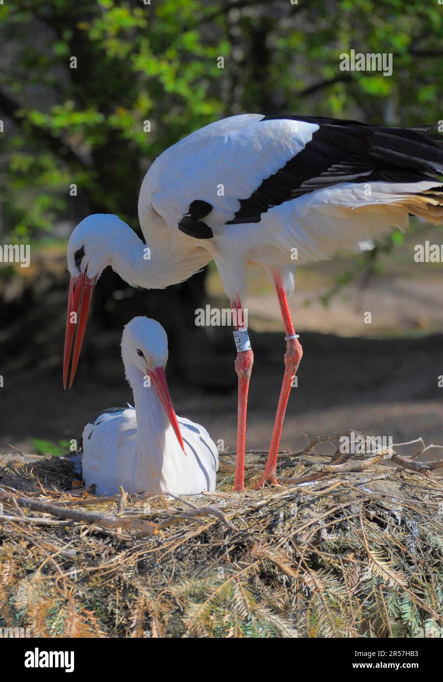 White, stork Couple of storks in the nest Stock Photo - Alamy
