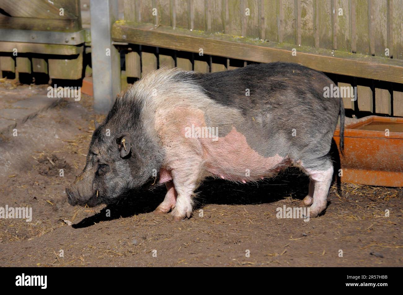 Zoo in Pforzheim, pot-bellied pig mini pig Stock Photo - Alamy