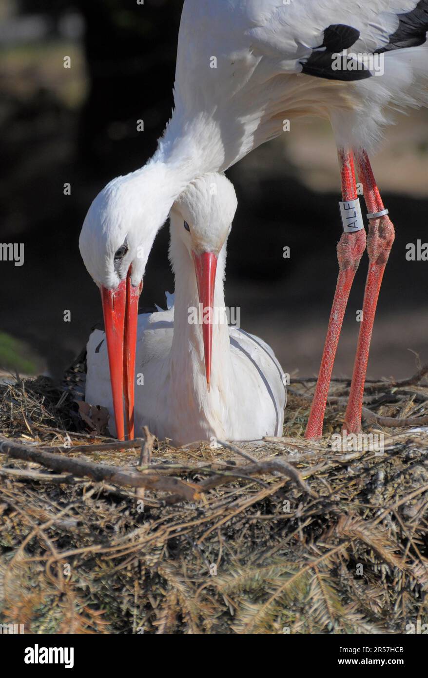 White, stork Couple of storks in the nest Stock Photo - Alamy