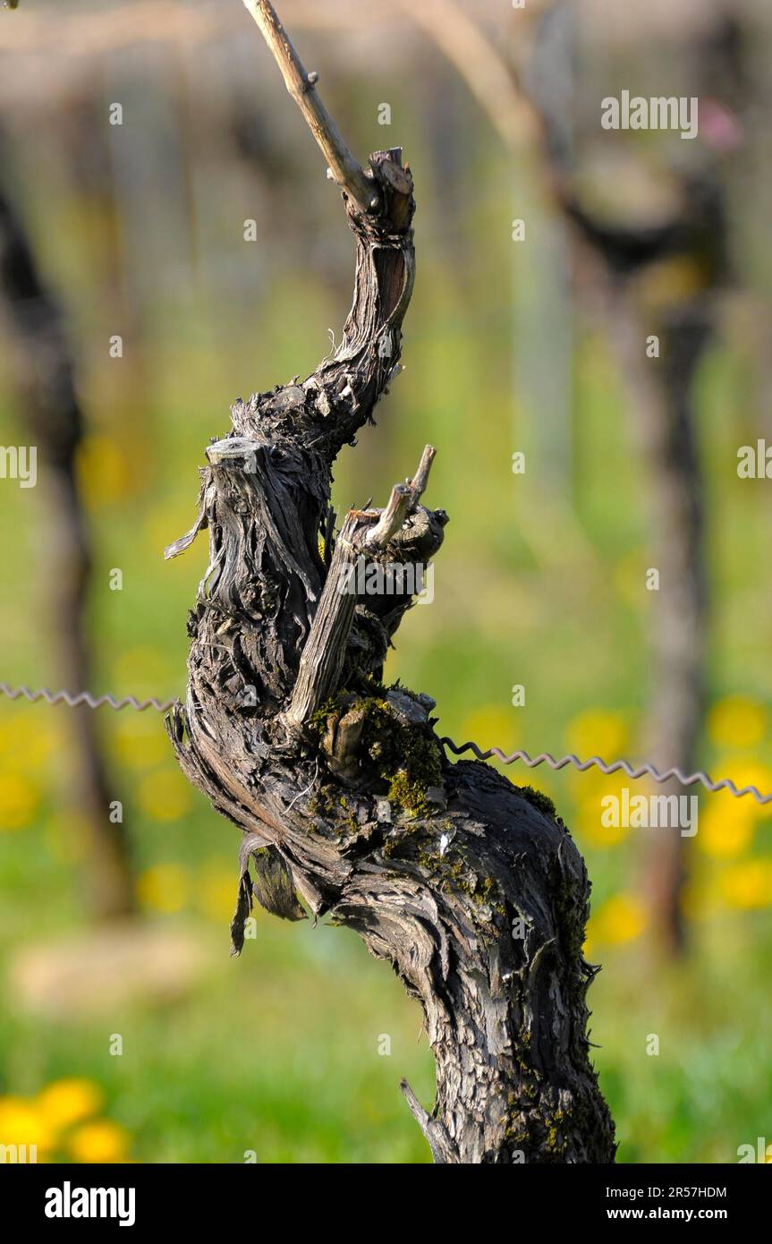 Old vine, grape vine (Vitis vinifera Stock Photo - Alamy