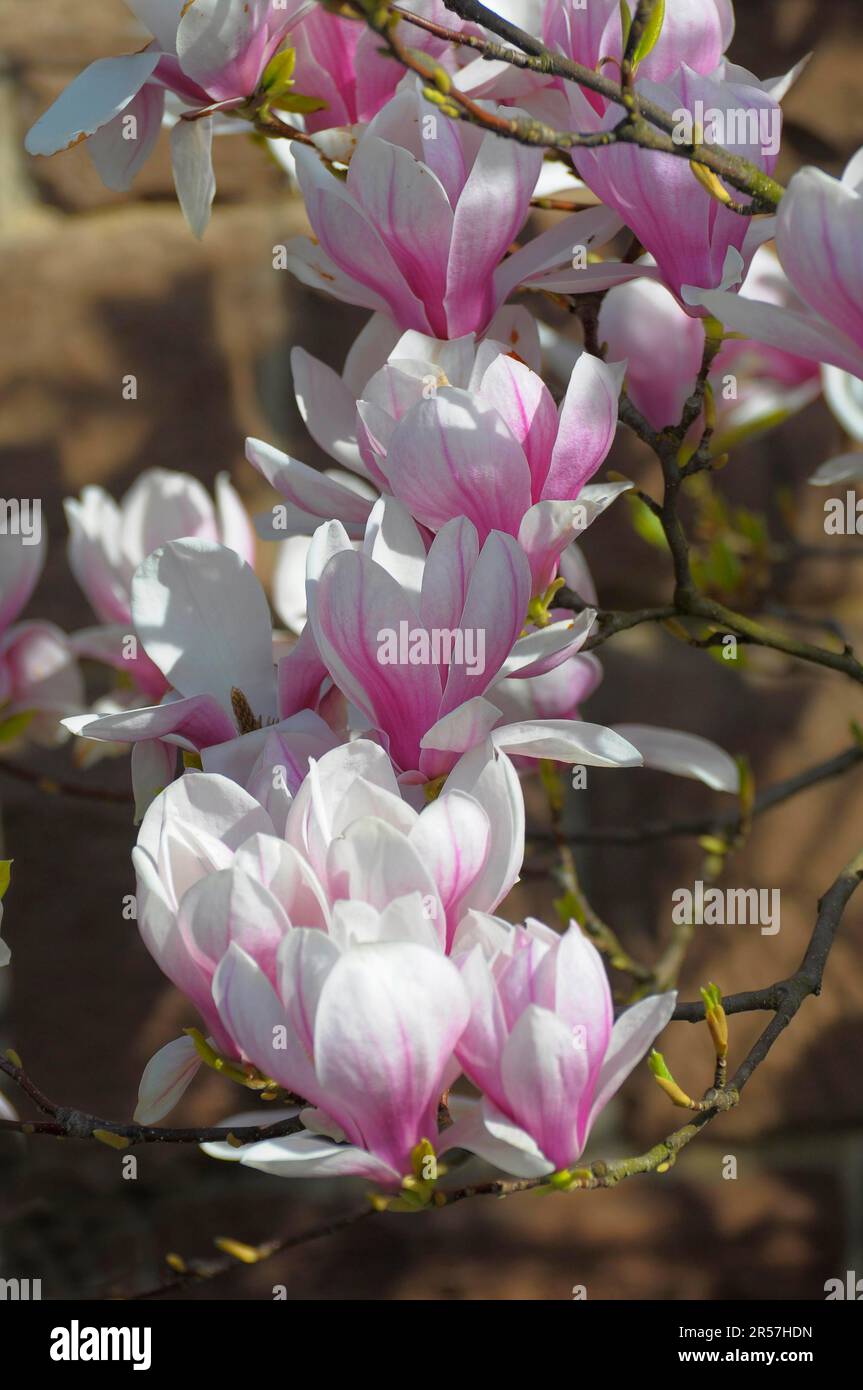 Magnolia blossom in spring, Magnolias (Magnolia Stock Photo - Alamy