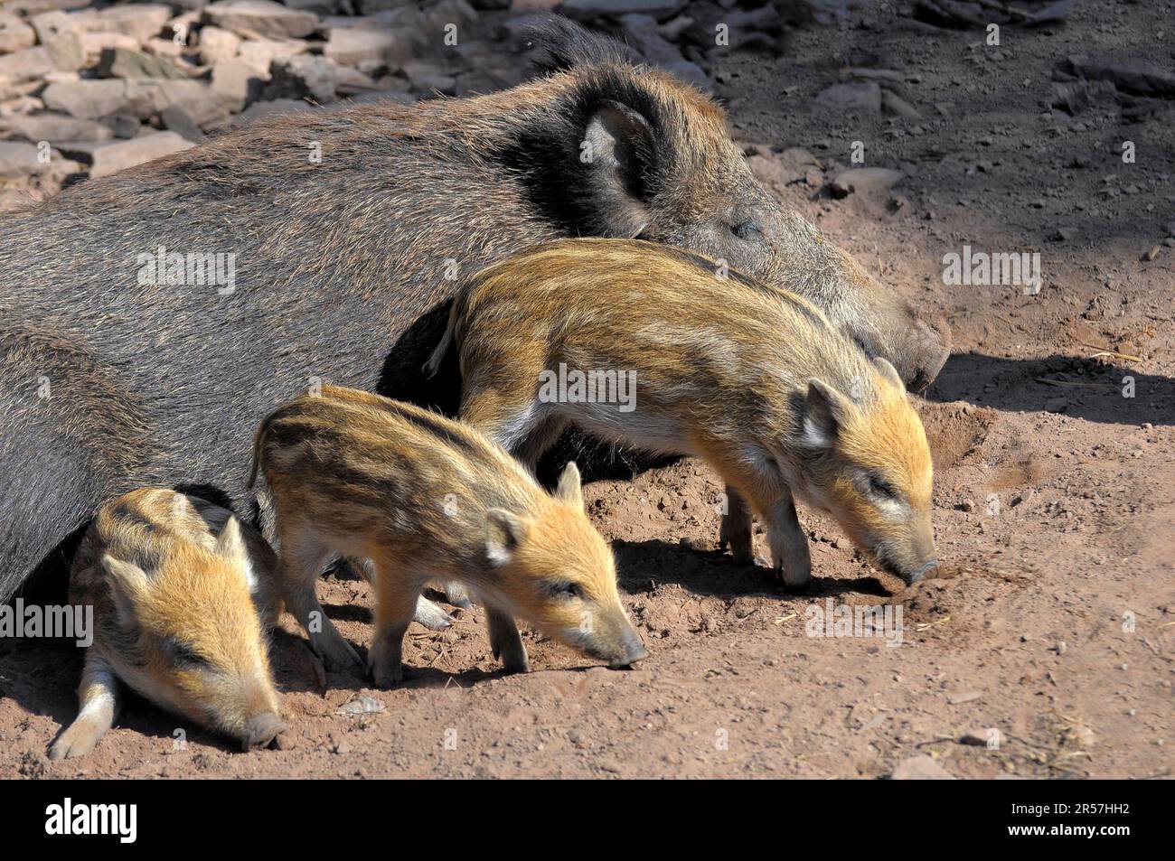 Wild boar family hi-res stock photography and images - Alamy