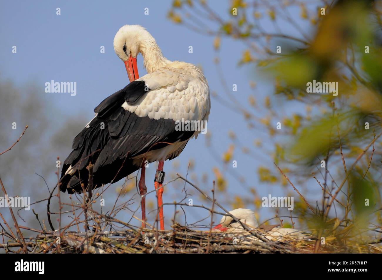White stork nesting storks hi-res stock photography and images - Alamy